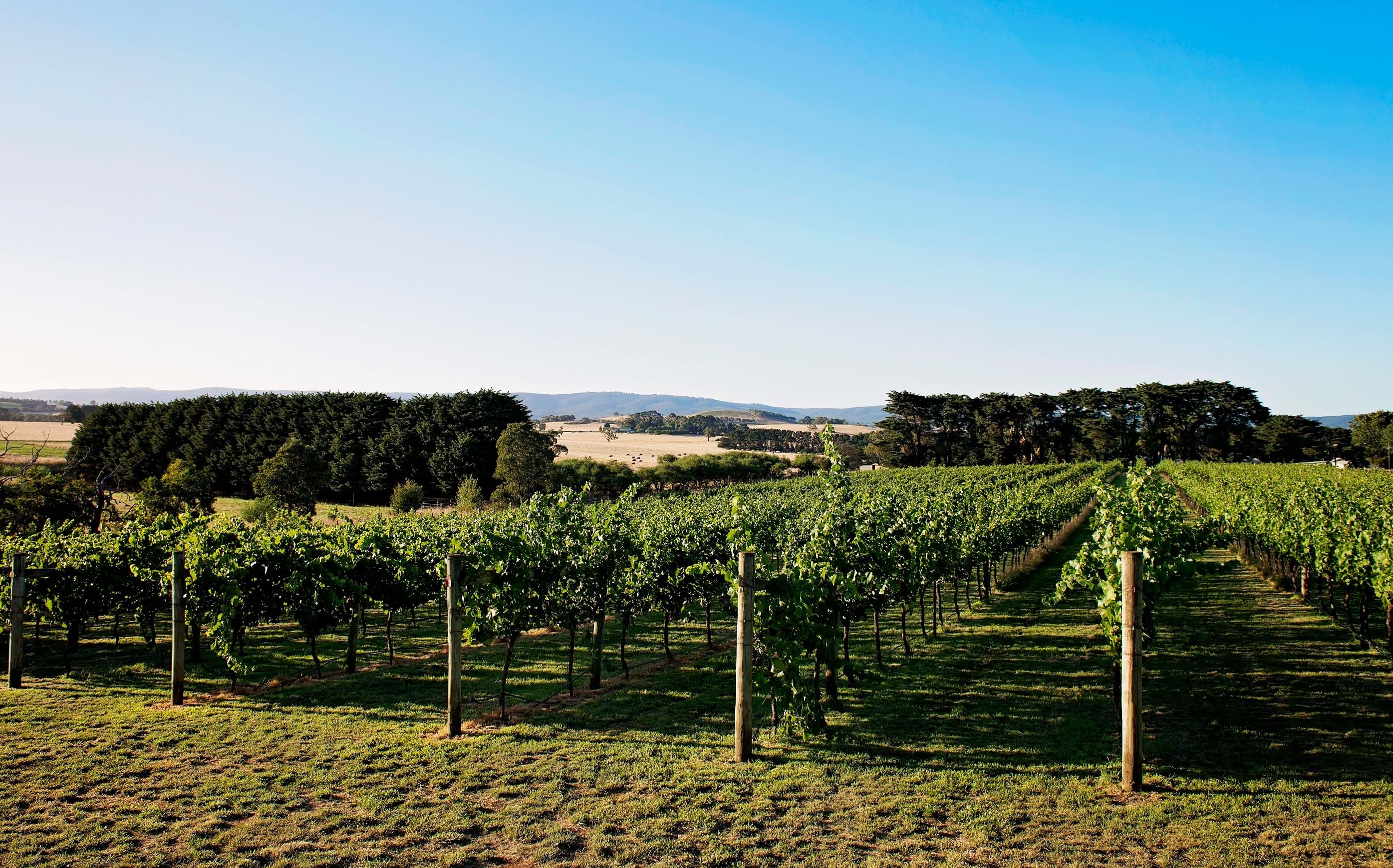 Macedon Ranges Wines | Homepage